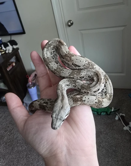 2024 Male Crawl Cay Boa Constrictor by RJ Locality Boas