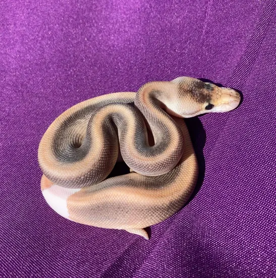 Cinnamon Champagne Ball Python by Dragonborn Household Serpents