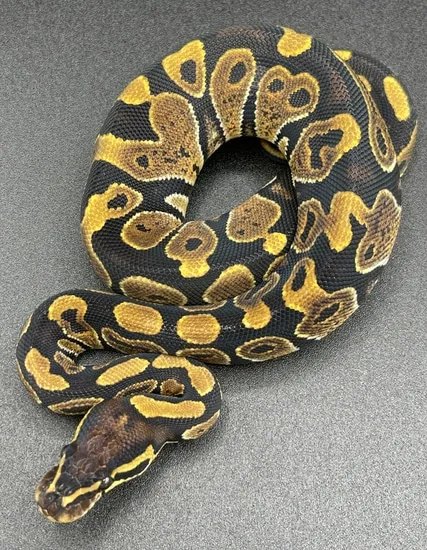 Arroyo Ball Python by Killey's Morphs