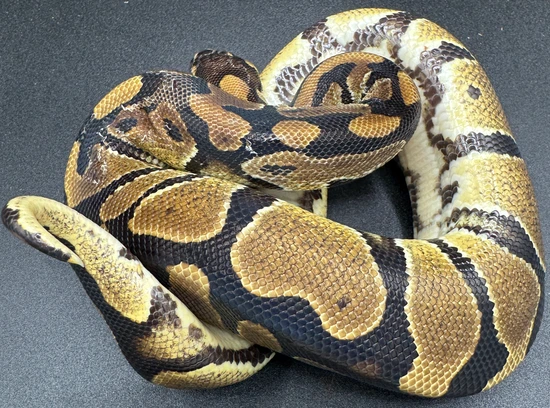 Normal 100% Het Albino 100% Het Sunset Ball Python by Killey's Morphs