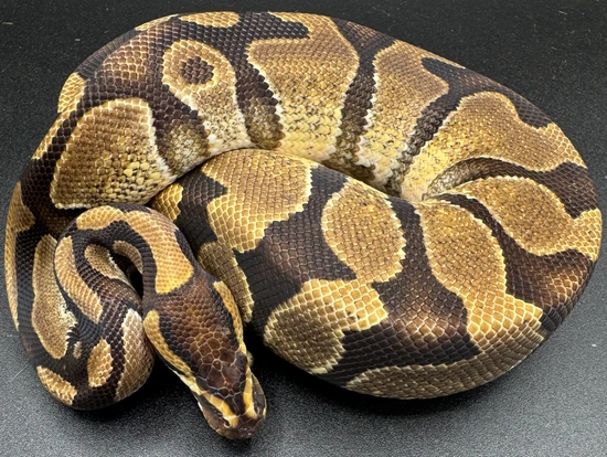Normal 100% Het Pied 100% Het Sunset Ball Python by Killey's Morphs