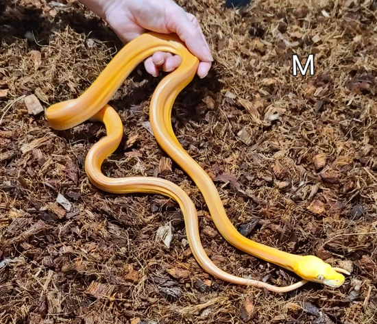 Lavender Golden Child Sunfire Tiger Reticulated Python by MF Serpents LLC