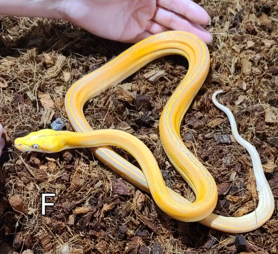 Lavender Golden Child Sunfire Reticulated Python by MF Serpents LLC