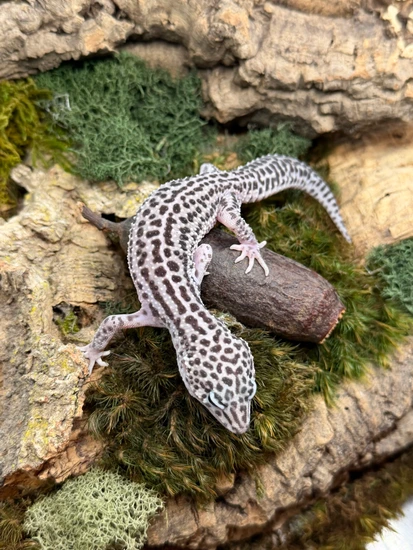 Super Snow Leopard Gecko by Finns Exotics