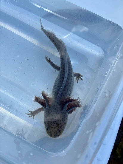 Axolotl "Marble" Axanthic by Fins in Bins Aquatics