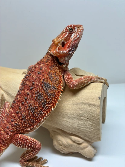 1/2 Red Monster Pos Het Hypo/trans Central Bearded Dragon by FireBabies