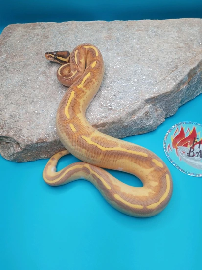 ORANGE DREAM ENCHI CALICO FREEWAY Het PIED Ball Python by Fire Baby LLC