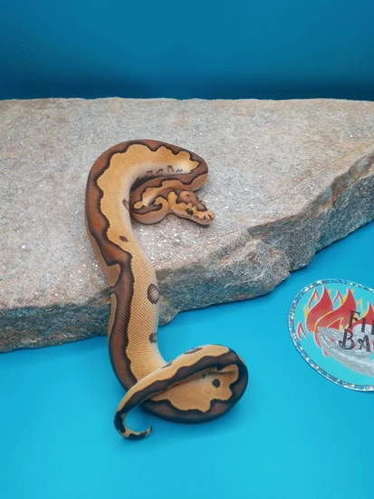 ORANGE DREAM ENCHI FIRE CLOWN Pos REDSTRIPE Ball Python by Fire Baby LLC