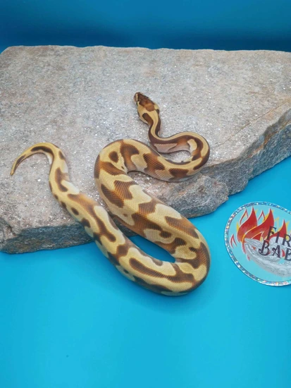 ORANGE DREAM ENCHI MOJAVE YELLOW BELLY FIRE Het CLOWN Ball Python by ...
