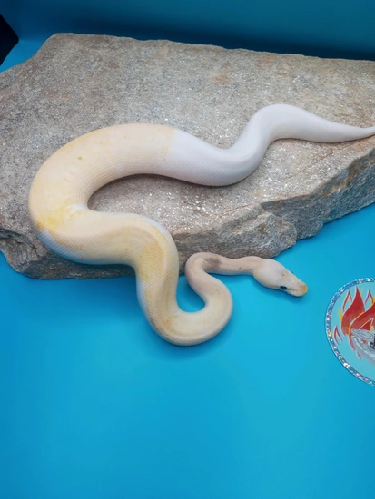 ORANGE DREAM CHAMPAGNE YELLOW BELLY PARADOX Pos ENCHI Pos Het CLOWN ...