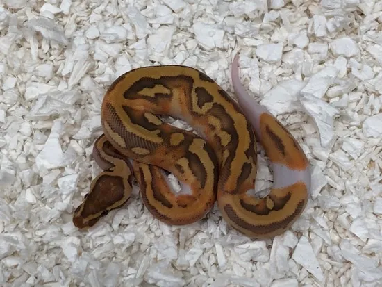 Caramel Pied Ball Python by Fireball Reptiles