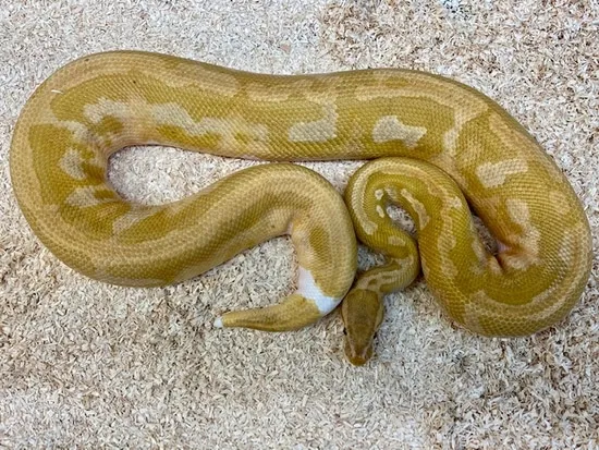 Caramel Pied Ball Python by Fireball Reptiles