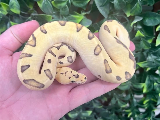 Pastel Super Enchi DG Clown Ball Python by Fireball Reptiles