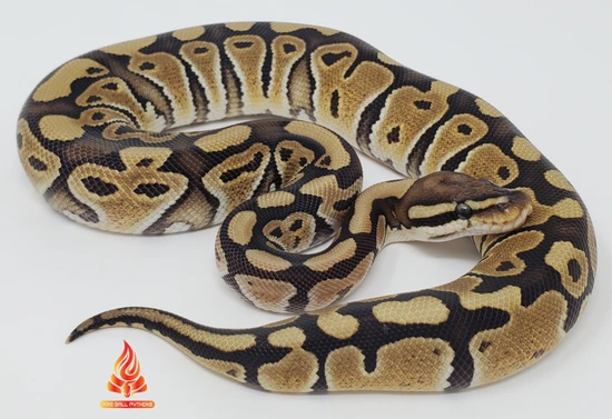 Special Het Clown Ball Python by Fire Ball Pythons