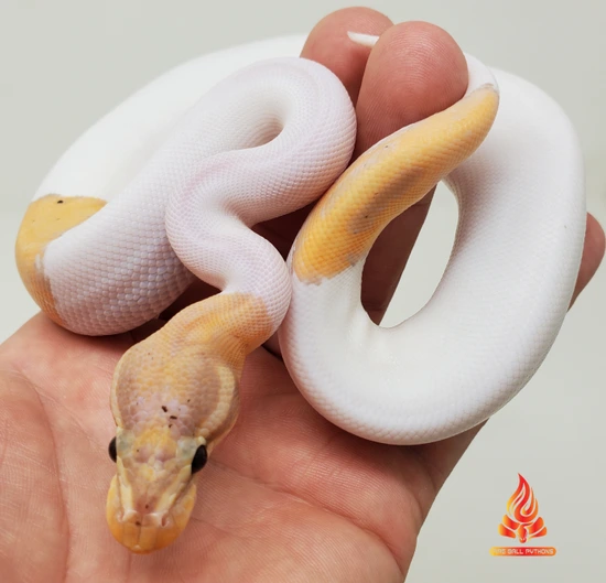 🔥Banana Mahogany Pied🔥 Ball Python by Fire Ball Pythons