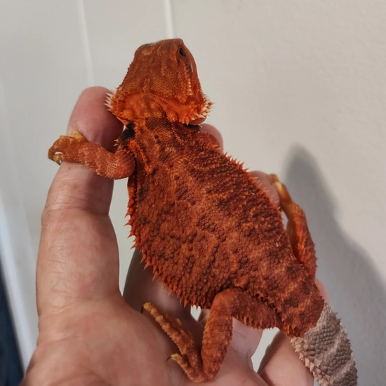 Full Red Monster Bearded Dragon Central Bearded Dragon by FireFlii ...