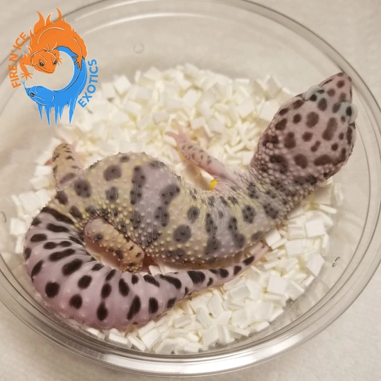 GEM Snow Leopard Gecko by Fire n' Ice Exotics