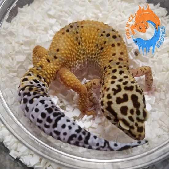 Purple Head Blood Ph Tremper/Eclipse Leopard Gecko by Fire n' Ice Exotics