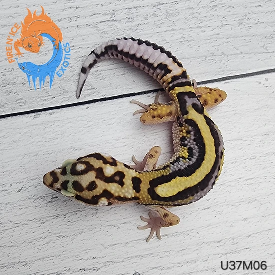Lavender Stripe Leopard Gecko by Fire n' Ice Exotics
