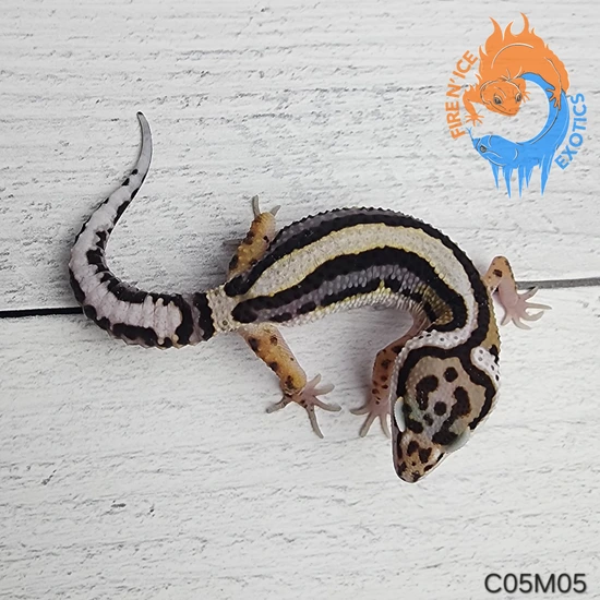Lavender Stripe Leopard Gecko by Fire n' Ice Exotics