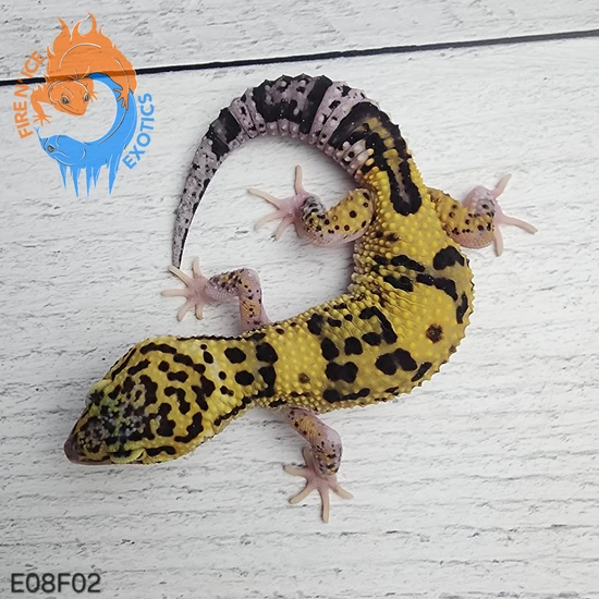 Hyper Xanthic Eclipse Ph Tremper Leopard Gecko by Fire n' Ice Exotics