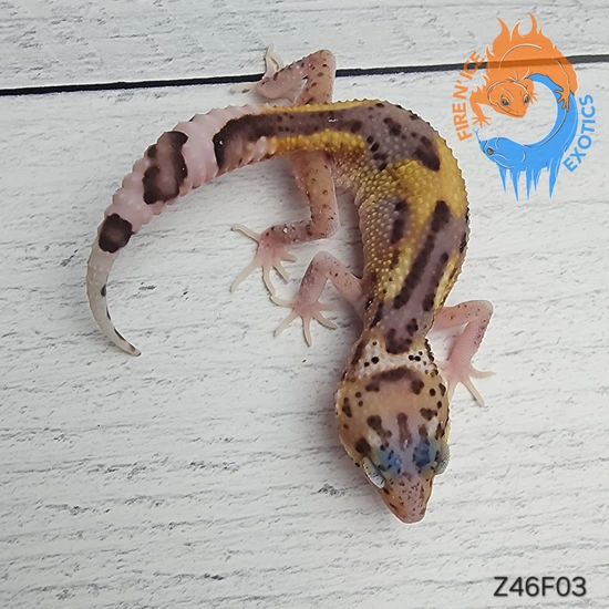 Hyper Xanthic Eclipse Ph Tremper Leopard Gecko by Fire n' Ice Exotics