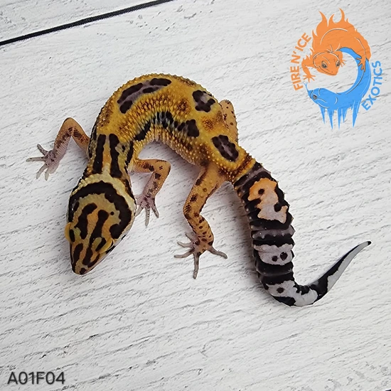 Clown Ph Raptor Leopard Gecko by Fire n' Ice Exotics