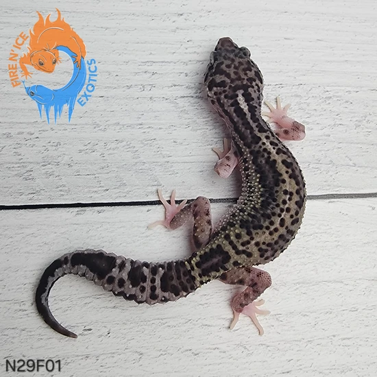 Black Night Mack Snow Eclipse Ph Tremper Ph Blizzard Leopard Gecko by ...