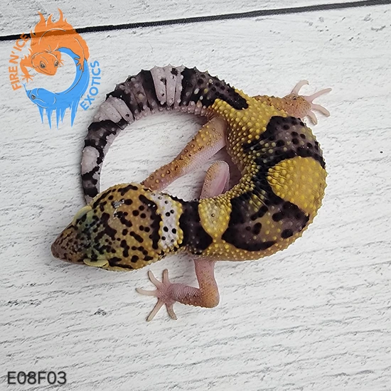 Hyper Xanthic Eclipse Ph Tremper Leopard Gecko by Fire n' Ice Exotics