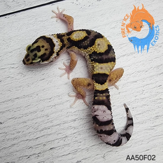Hyper Xanthic Eclipse Ph Tremper Leopard Gecko by Fire n' Ice Exotics