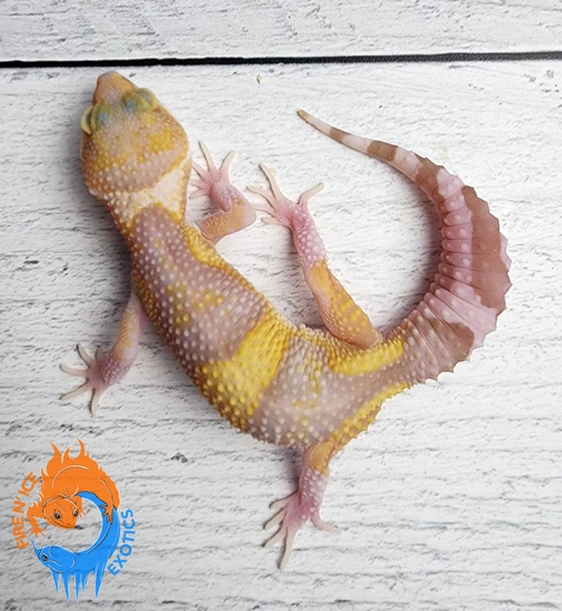 Hyper Xanthic Eclipse Tremper Leopard Gecko by Fire n' Ice Exotics