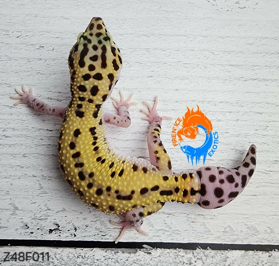 Mack Snow Eclipse Ph Tremper Leopard Gecko by Fire n' Ice Exotics