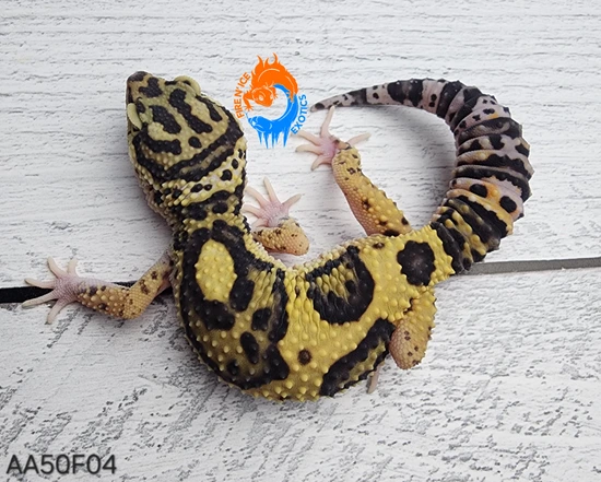 Hyper Xanthic Eclipse Ph Tremper Leopard Gecko by Fire n' Ice Exotics