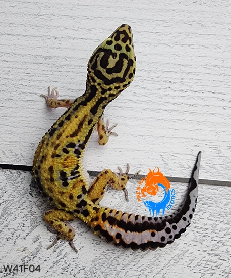 Clown Ph Raptor Leopard Gecko by Fire n' Ice Exotics