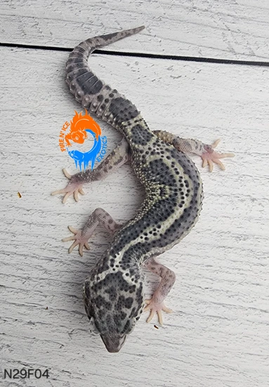 Black Night Mack Snow Eclipse Ph Tremper/Blizzard Leopard Gecko by Fire ...