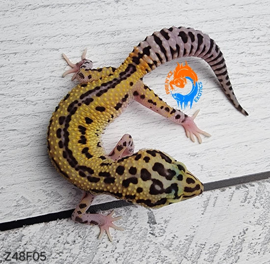 Hyper Xanthic Eclipse Mack Snow Ph Tremper Leopard Gecko by Fire n' Ice ...