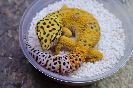 “Dot” F1 Tang VS Pos Het Raptor Leopard Gecko by BioHype Super