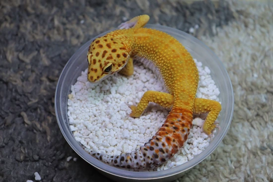 “Lime” F1 Tang VS Pos Het Raptor Leopard Gecko by BioHype Super
