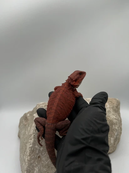 RedMonster – HYPO TRANS LB Central Bearded Dragon by Flamin' Hot Dragons