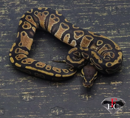Hurricane DH DG Pied Ball Python by FLAWLESS