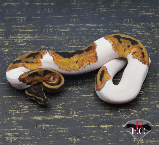 Pied H Desert Ghost Ball Python by FLAWLESS