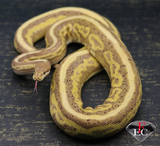 Banana Cinnamon Mystic Leopard Ball Python by FLAWLESS