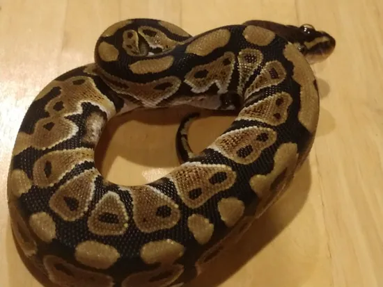 Normal Het Clown Ball Python by Manhattan Reptile Planet