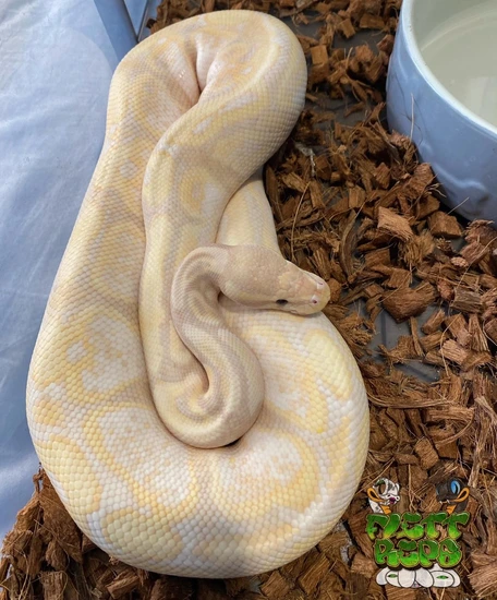 (Proven Breeder) Super Banana 100% Het Pied Ball Python by Flett_reps