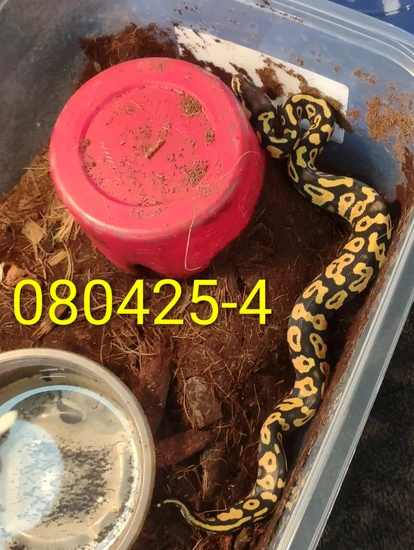 Fire Pastel Ball Python by OC Ball Pythons