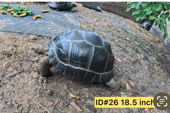 Aldabra Tortoise 18.5 Inches Probable Female Nice Smooth Shell Holdback ...