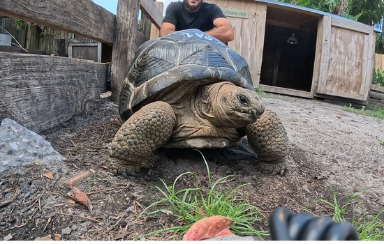21 Inch Male Aldabra Tortoise Probable Male Great High Dome Shell ...