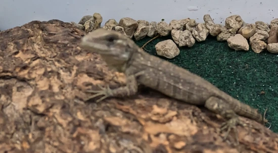 Bakeri Iguana Babies 2025 Hatchlings Adults Are Stunning Shades Of ...
