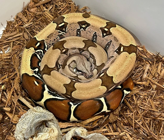 Gotti, Passera Bloodline True Red-Tailed Boa Constrictor by Florida ...