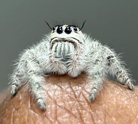 Hyllus Diardi ( Giant Jumping Spider) by JumpingSpooders